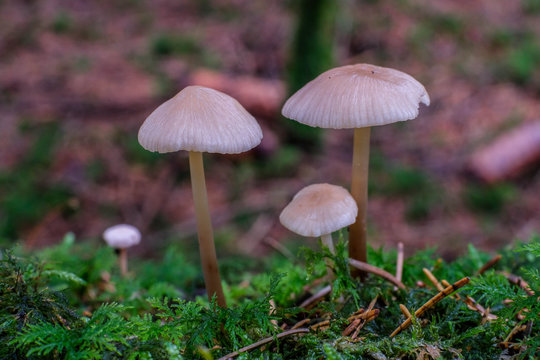 Psylos - Images et vidéos libres de droits | Adobe Stock