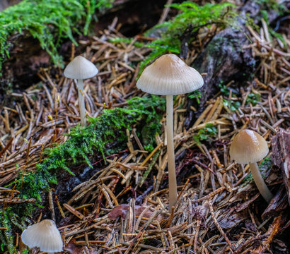Psylos - Images et vidéos libres de droits | Adobe Stock
