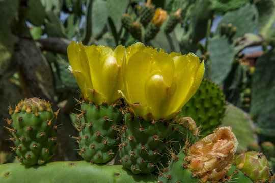 Captus 이미지 – 찾아보기 573 스톡 사진, 벡터 및 비디오 | Adobe Stock