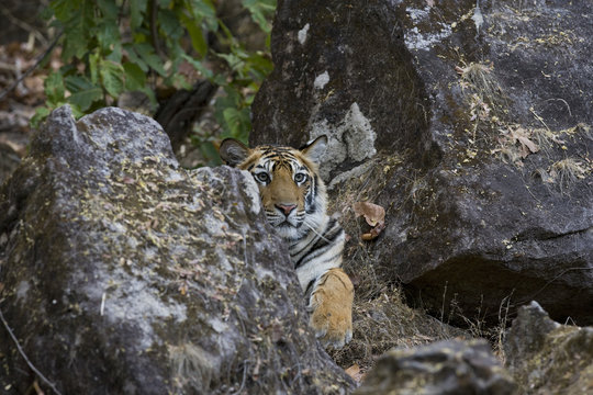 Koenigstiger-Bilder: Stock-Fotos & -Videos. | Adobe Stock