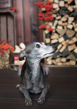 รูปภาพLevretka – เลือกดูภาพถ่ายสต็อก เวกเตอร์ และวิดีโอ88 | Adobe Stock