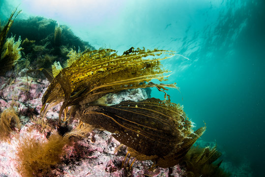 รูปภาพReefscape – เลือกดูภาพถ่ายสต็อก เวกเตอร์ และวิดีโอ1,930 | Adobe Stock