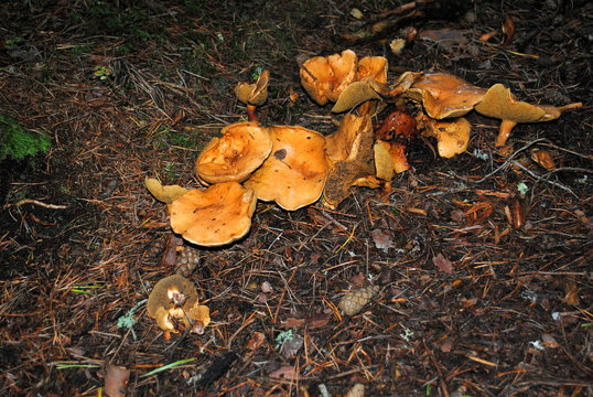 Maronenpilz Imagens – Procure 24 fotos, vetores e vídeos | Adobe Stock