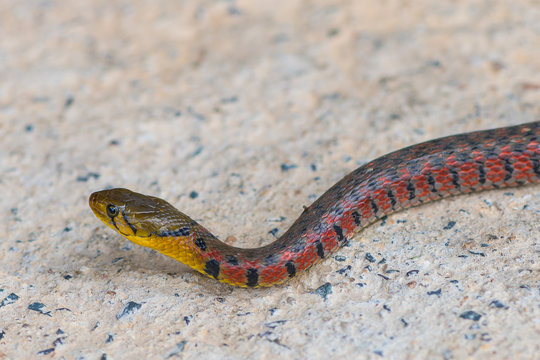"Painted Keelback Snake" Images – Browse 8 Stock Photos, Vectors, and ...