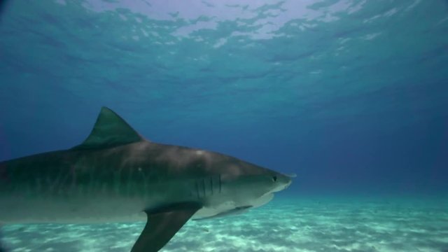 Imagens de Minnows – Explore Fotografias do Stock, Vetores e Vídeos de ...