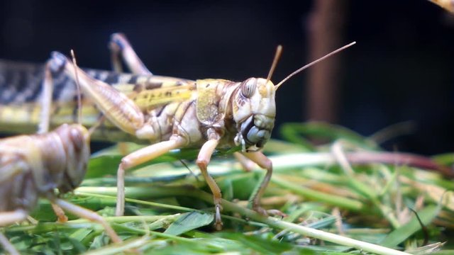 "Desert Locust" Images – Browse 674 Stock Photos, Vectors, and Video ...