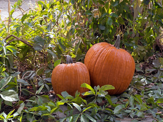 Pumpkins photos, royalty-free images, graphics, vectors & videos ...