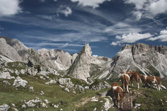 Alp Images – Browse 1,622,216 Stock Photos, Vectors, and Video | Adobe ...