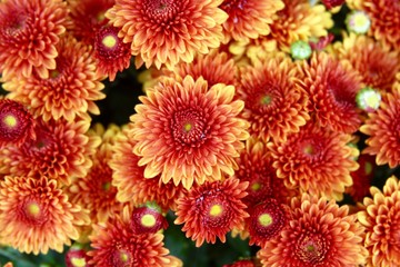 25+ Free Mum Flower Pictures | Free HD Downloads - Pikwizard