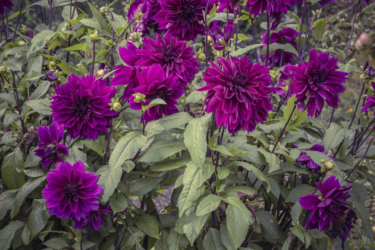 รูปภาพFlower-Power – เลือกดูภาพถ่ายสต็อก เวกเตอร์ และวิดีโอ661 | Adobe ...