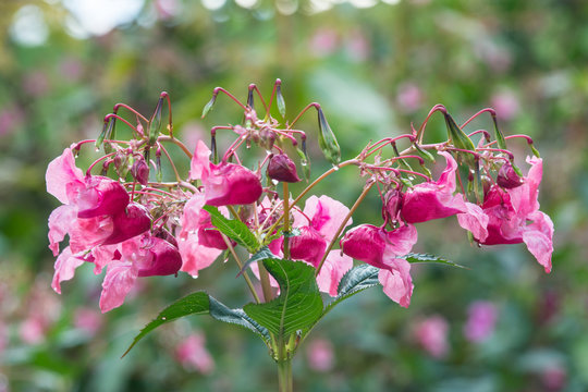 "Zygomorphe-Bilder: Stock-Fotos & -Videos. | Adobe Stock