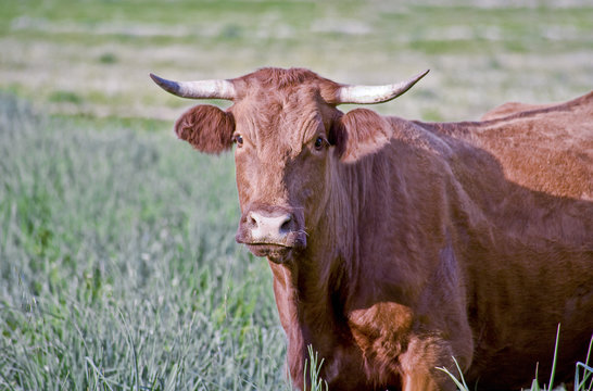 「Retinta」の画像 - 21 件の Stock 写真、ベクターおよびビデオ | Adobe Stock