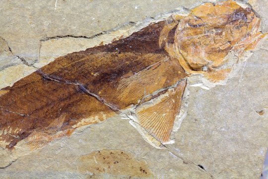 Pangea 이미지 – 찾아보기 641 스톡 사진, 벡터 및 비디오 | Adobe Stock