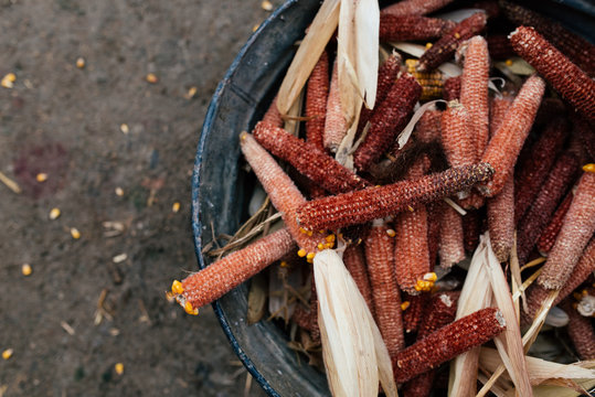 Imágenes de "Shelled Corn": descubre bancos de fotos, ilustraciones ...