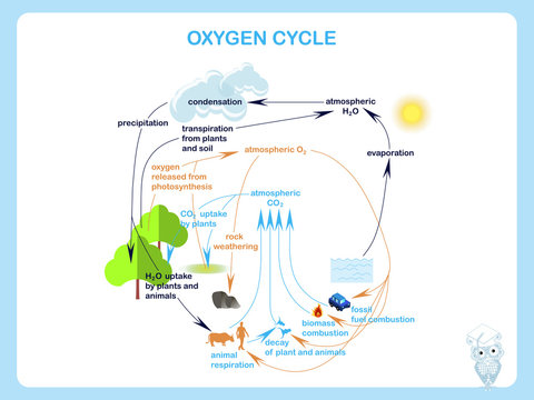 Simple Diagram Of The Oxygen Cycle