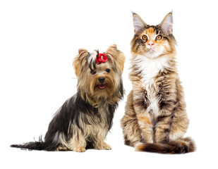 Happy monkey photos, images, assets | Adobe Stock