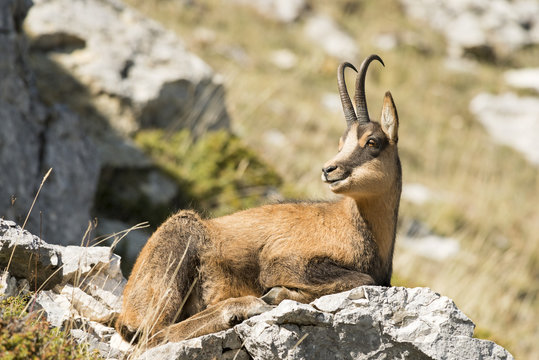 2,220 MEILLEURES Izard IMAGES, PHOTOS ET ILLUSTRATIONS VECTORIELLES ...