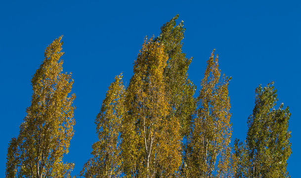 รูปภาพPyramidenpappel – เลือกดูภาพถ่ายสต็อก เวกเตอร์ และวิดีโอ15 ...