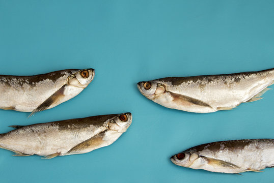 รูปภาพSabrefish – เลือกดูภาพถ่ายสต็อก เวกเตอร์ และวิดีโอ371 | Adobe Stock