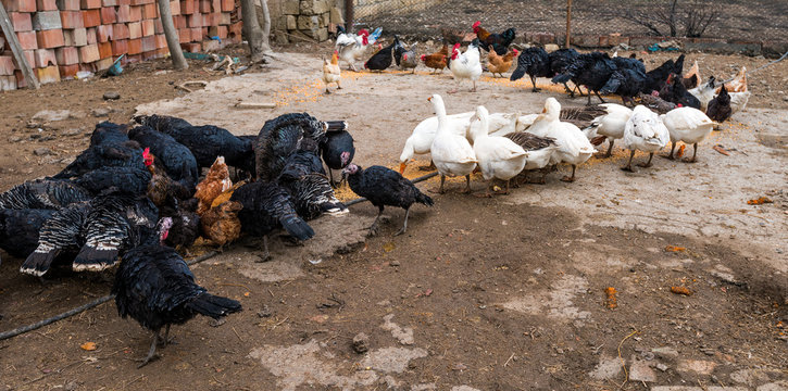 รูปภาพPoultry-Farm – เลือกดูภาพถ่ายสต็อก เวกเตอร์ และวิดีโอ94 | Adobe Stock