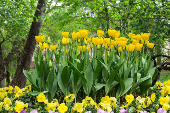 Pancies Images – Browse 58 Stock Photos, Vectors, and Video | Adobe Stock