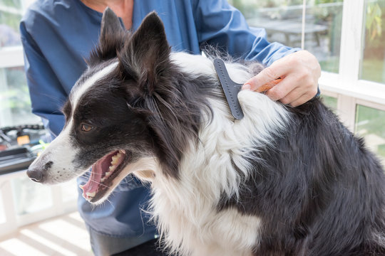 What Is The Best Brush For A Border Collie