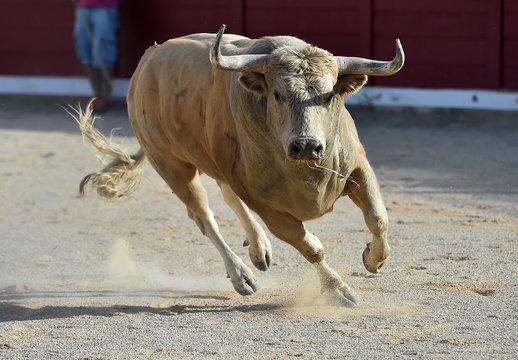 Buey-Bilder: Stock-Fotos & -Videos. | Adobe Stock