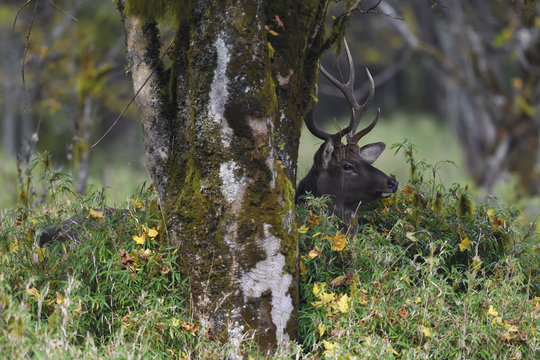 "Red Deer" Images – Browse 67,862 Stock Photos, Vectors, and Video ...