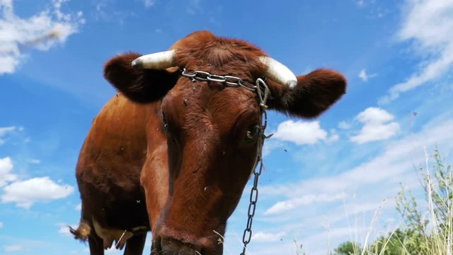 "Cow In Field" Images – Browse 423 Stock Photos, Vectors, and Video ...
