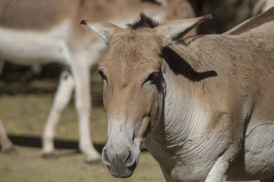 Kulan Bilder – Durchsuchen 1,037 Archivfotos, Vektorgrafiken und Videos ...