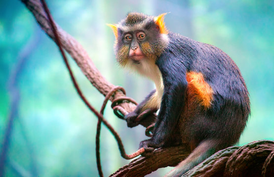 Guenon - Images et vidéos libres de droits | Adobe Stock