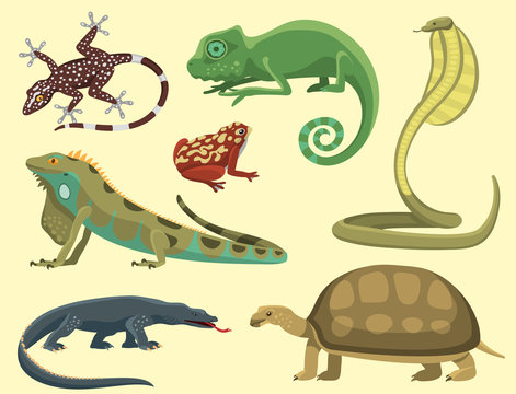 Reptiles Animals Examples