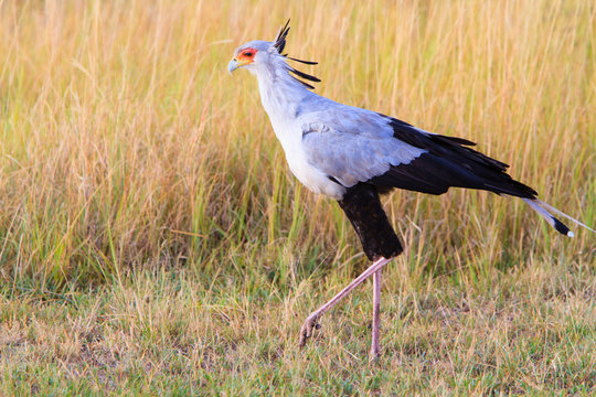 "Secretary Bird" Images – Browse 4,025 Stock Photos, Vectors, and Video ...