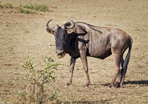 Jiraf Images – Browse 36 Stock Photos, Vectors, and Video | Adobe Stock