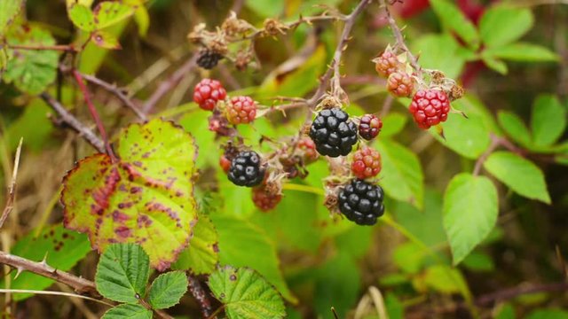 Drupelets Images – Browse 563 Stock Photos, Vectors, and Video | Adobe ...