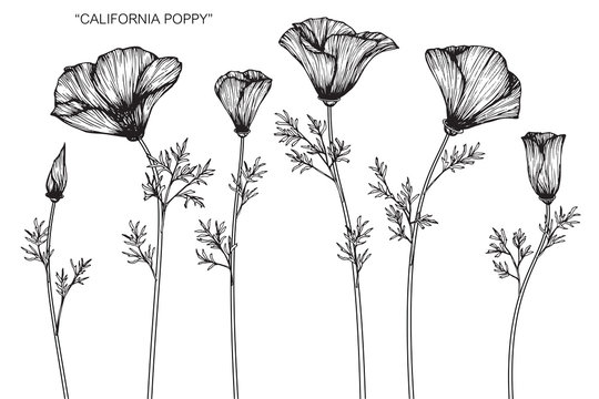 California Line Art Bilder – Durchsuchen 9,594 Archivfotos ...