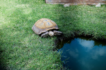 Tortoise photos, royalty-free images, graphics, vectors & videos ...