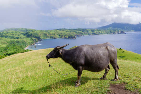 รูปภาพCarabao – เลือกดูภาพถ่ายสต็อก เวกเตอร์ และวิดีโอ2,850 | Adobe Stock