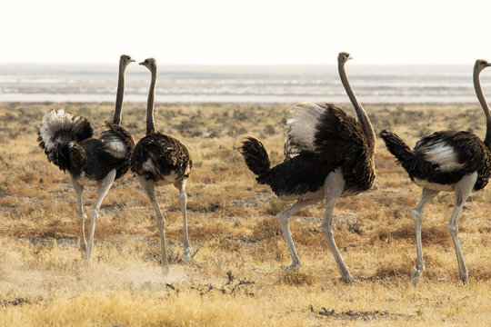 Struzzi Images – Browse 64 Stock Photos, Vectors, and Video | Adobe Stock