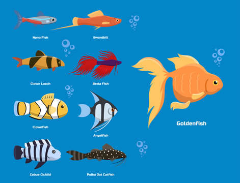 Types Of Aquarium Fish With Names