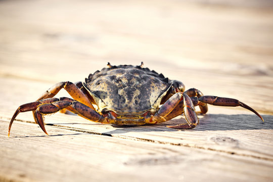 Krabba Images – Browse 5 Stock Photos, Vectors, and Video | Adobe Stock