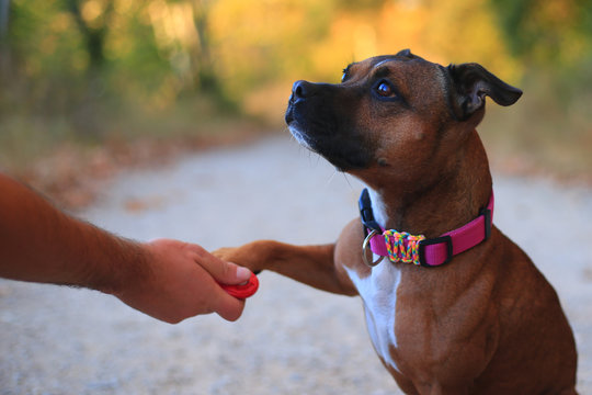 Clickers Images – Browse 3,278 Stock Photos, Vectors, and Video | Adobe ...