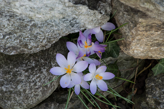 Cropable Images – Browse 31 Stock Photos, Vectors, and Video | Adobe Stock