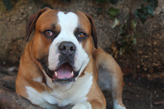 Molosso Bilder – Durchsuchen 354 Archivfotos, Vektorgrafiken und Videos ...