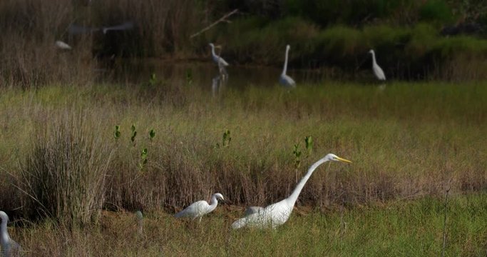 Marsh Birds Images – Browse 165,877 Stock Photos, Vectors, and Video ...