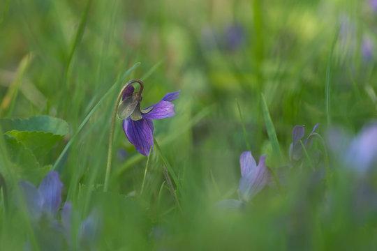 รูปภาพWonny – เลือกดูภาพถ่ายสต็อก เวกเตอร์ และวิดีโอ85 | Adobe Stock