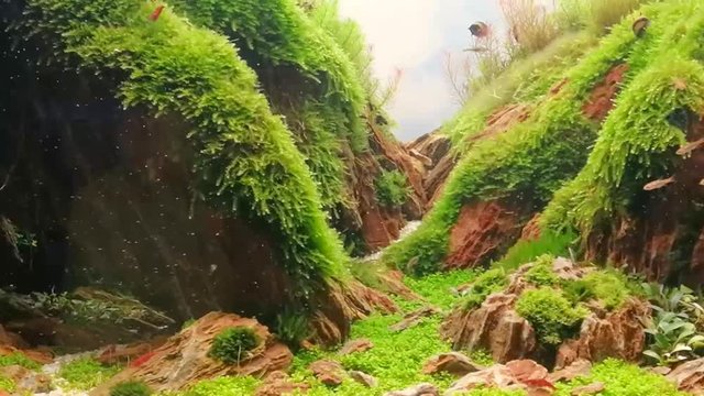 Underwater Plant Life In Tank Images – Browse 15,938 Stock Photos ...