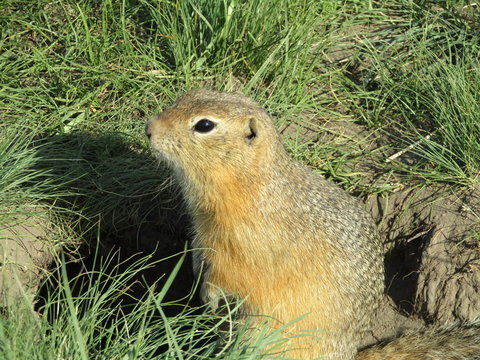 "Gopher Hole" Imagens – Procure 94 fotos, vetores e vídeos | Adobe Stock