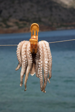 Octopodi Images – Browse 7 Stock Photos, Vectors, and Video | Adobe Stock