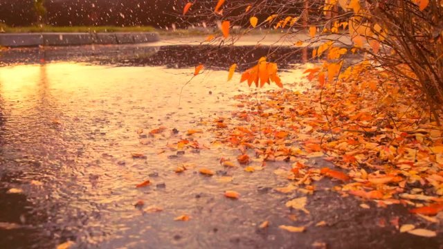 "Autumn Rain" Images – Browse 6,812 Stock Photos, Vectors, and Video ...